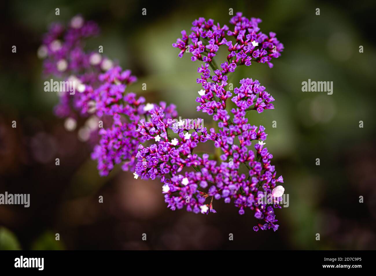 Billboard flowers hi-res stock photography and images - Alamy