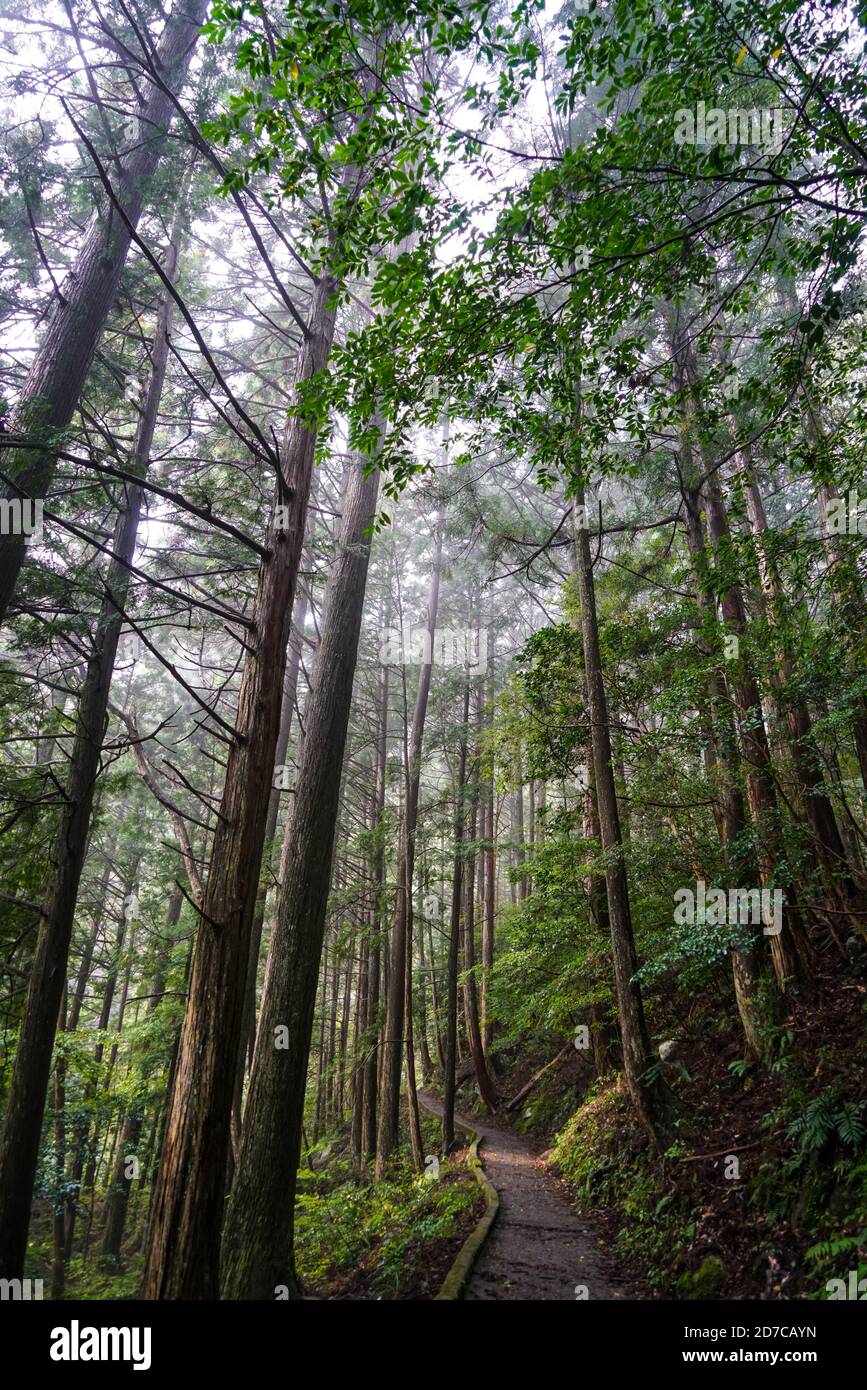 Eerie forest in Japan Stock Photo - Alamy