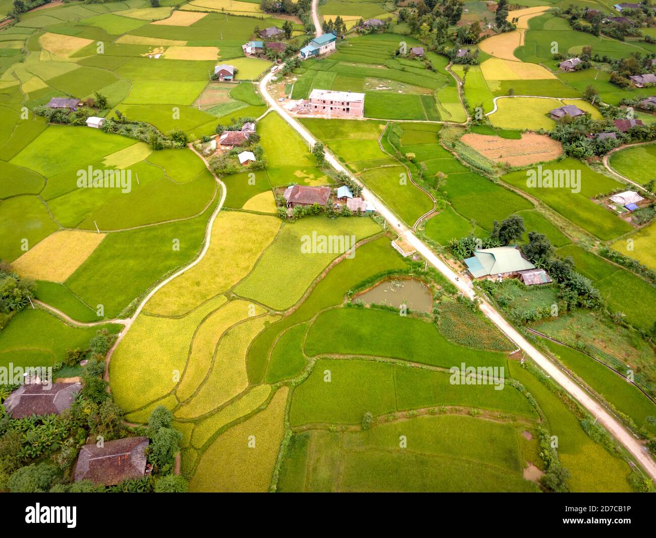 Enjoy a panoramic view of ripe rice fields from above in Cao Bang ...