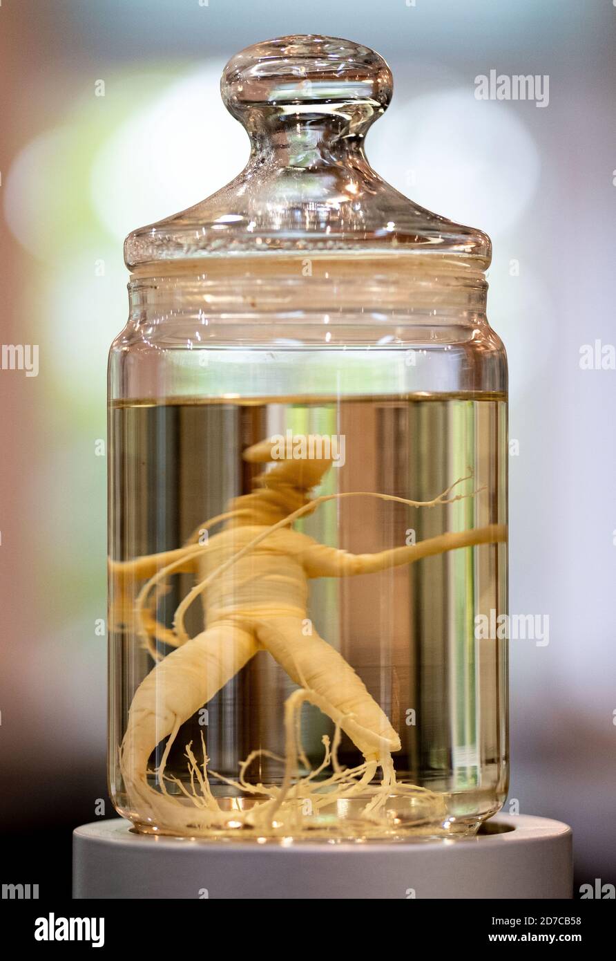 Ginseng farm in germany hi-res stock photography and images - Alamy