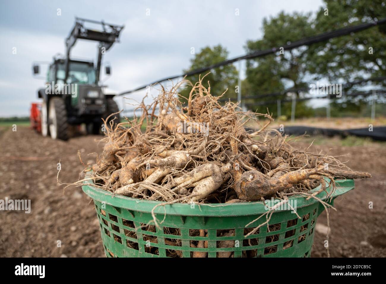 Bockhorn, Germany. 20th Oct, 2020. A tractor is clearing the ginsing ...