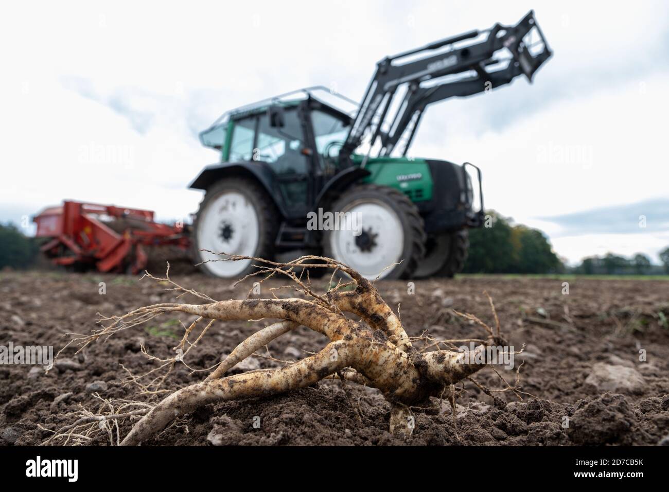Ginseng farm in germany hi-res stock photography and images - Alamy