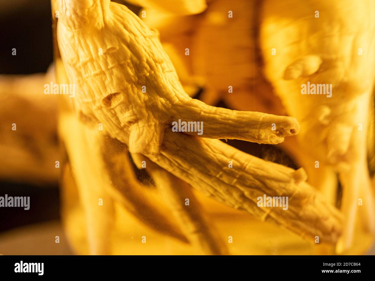 Bockhorn, Germany. 20th Oct, 2020. A ginseng root pickled in alcohol ...