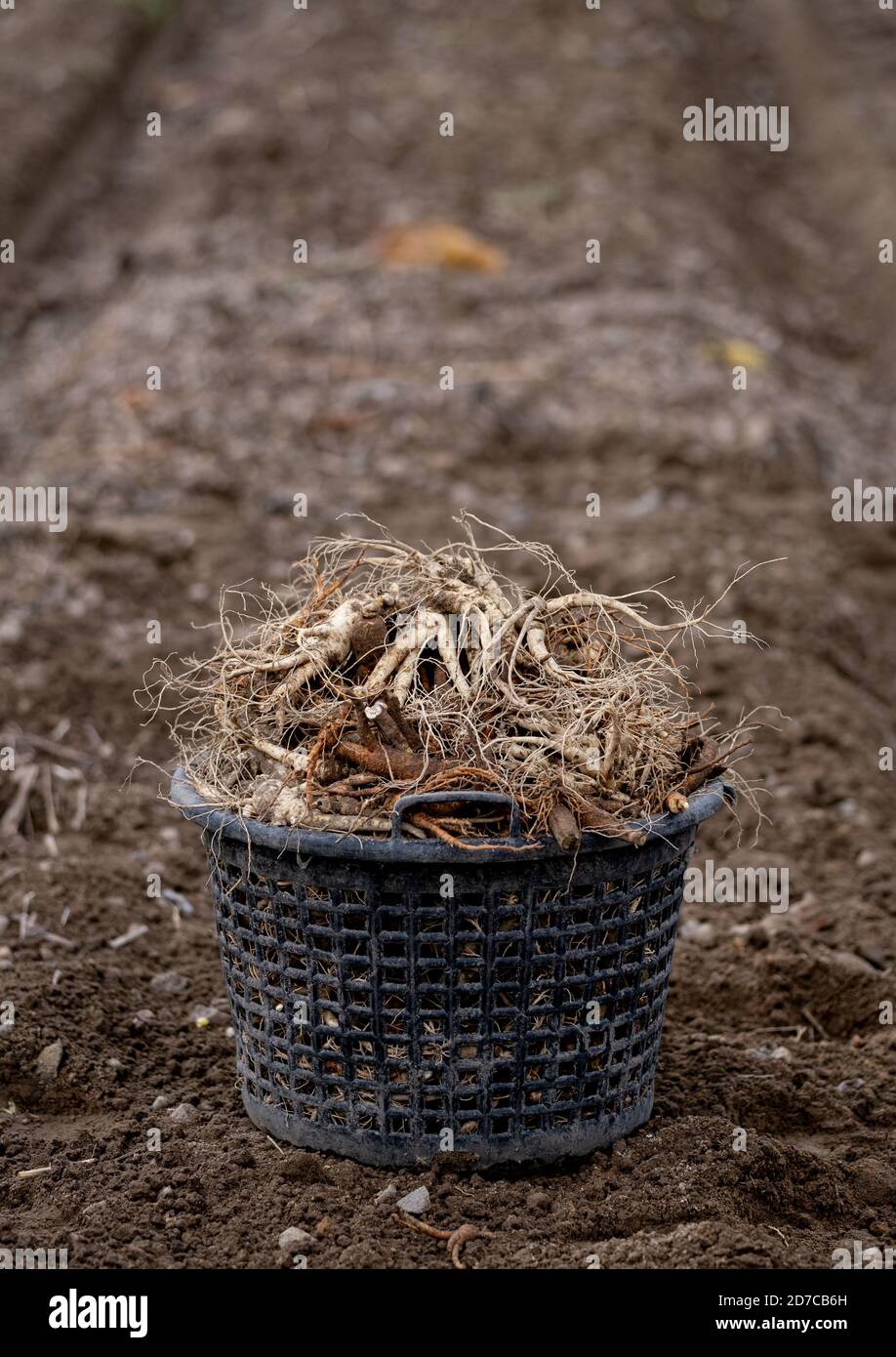Bockhorn, Germany. 20th Oct, 2020. A basket of ginseng roots can be ...