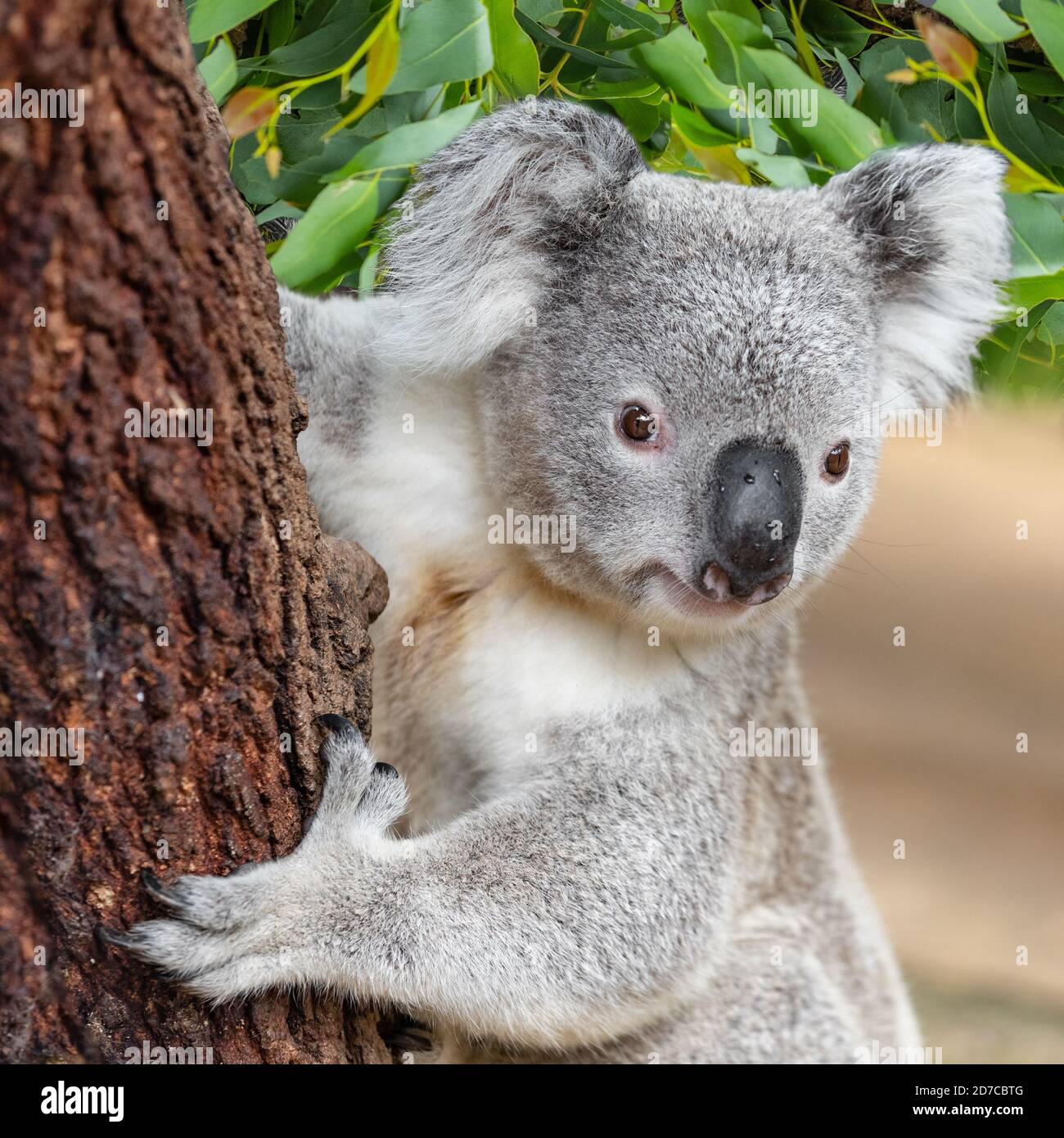 Koalas face hi-res stock photography and images - Alamy