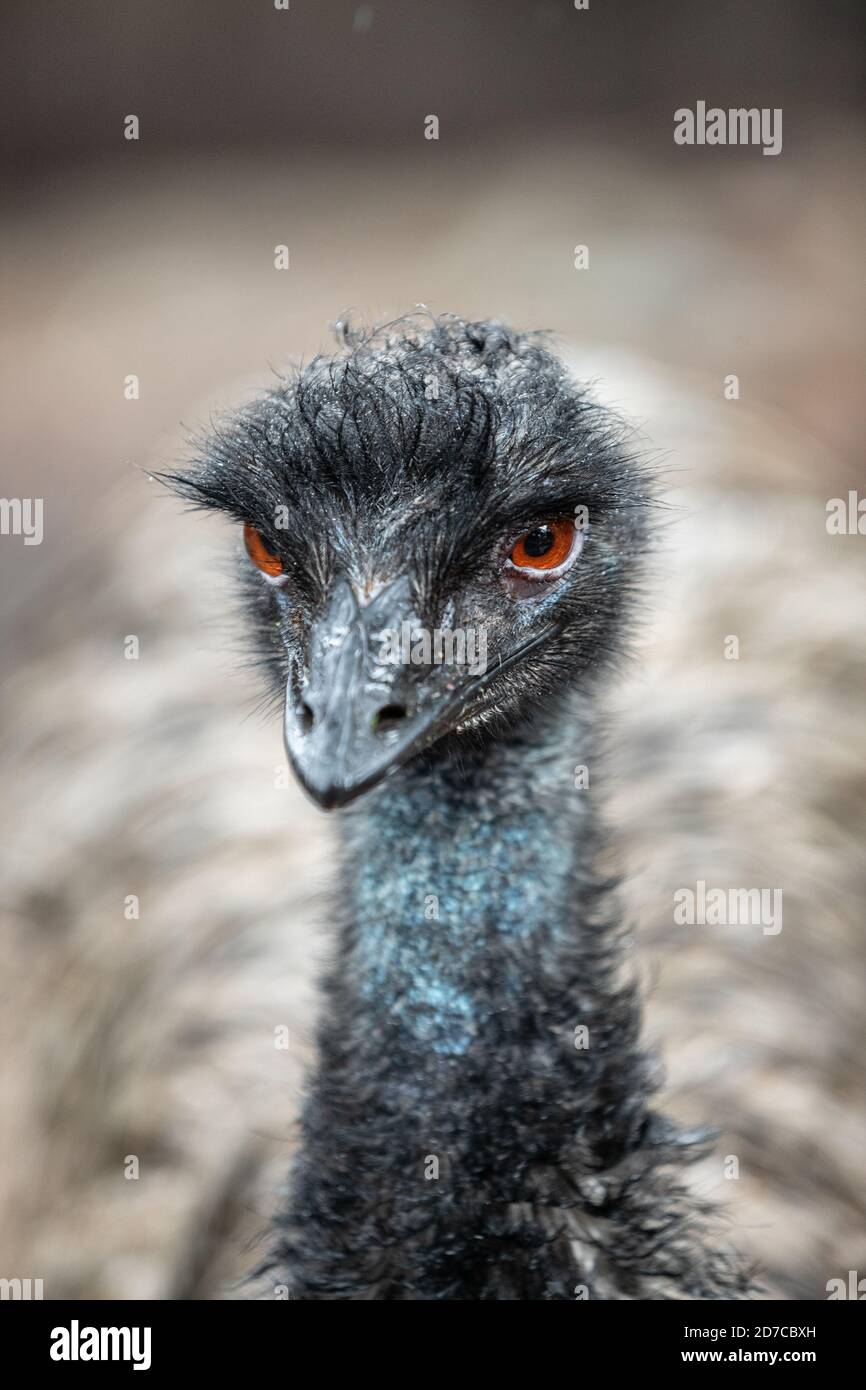 Emu closeup hi-res stock photography and images - Alamy