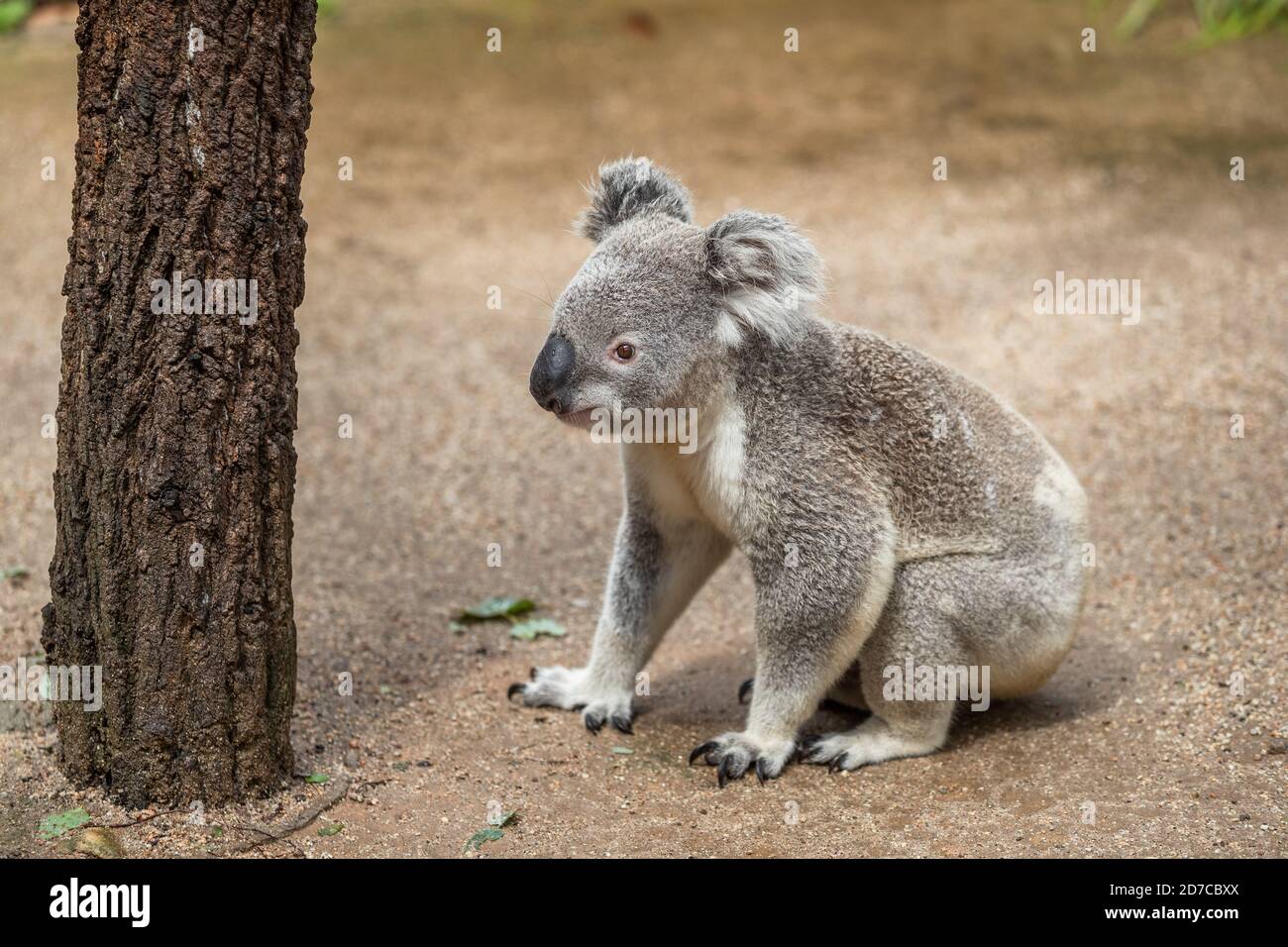 Koala walking on ground hi-res stock photography and images - Alamy