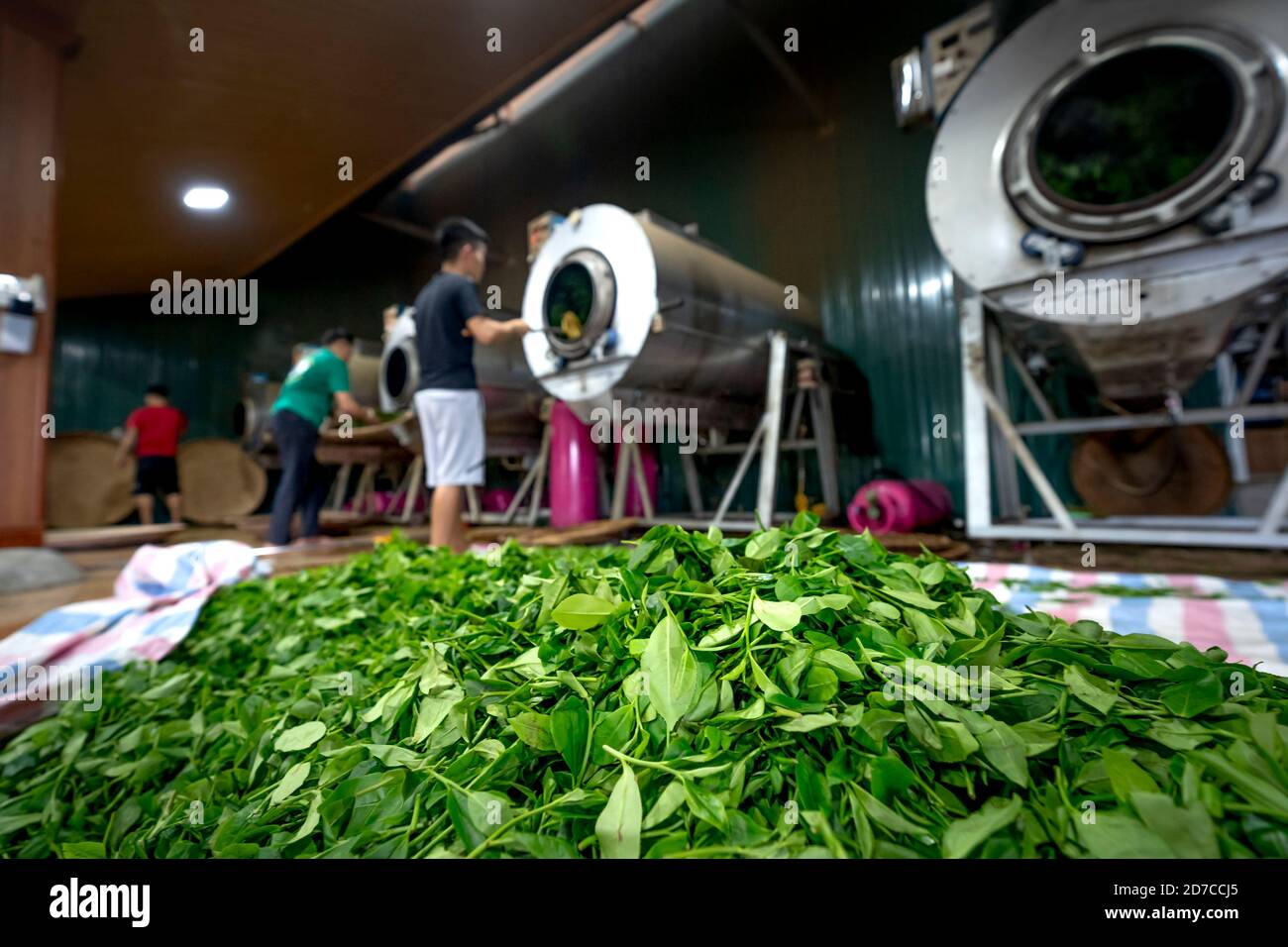 Tea Factory Tan Cuong, Thai Nguyen, Vietnam - September 23, 2020 ...