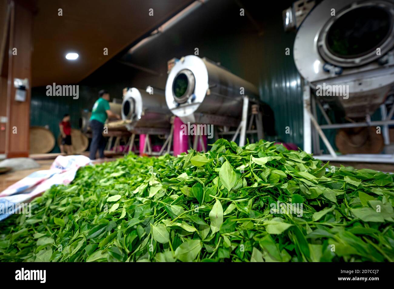 Tea Factory Tan Cuong, Thai Nguyen, Vietnam - September 23, 2020 ...