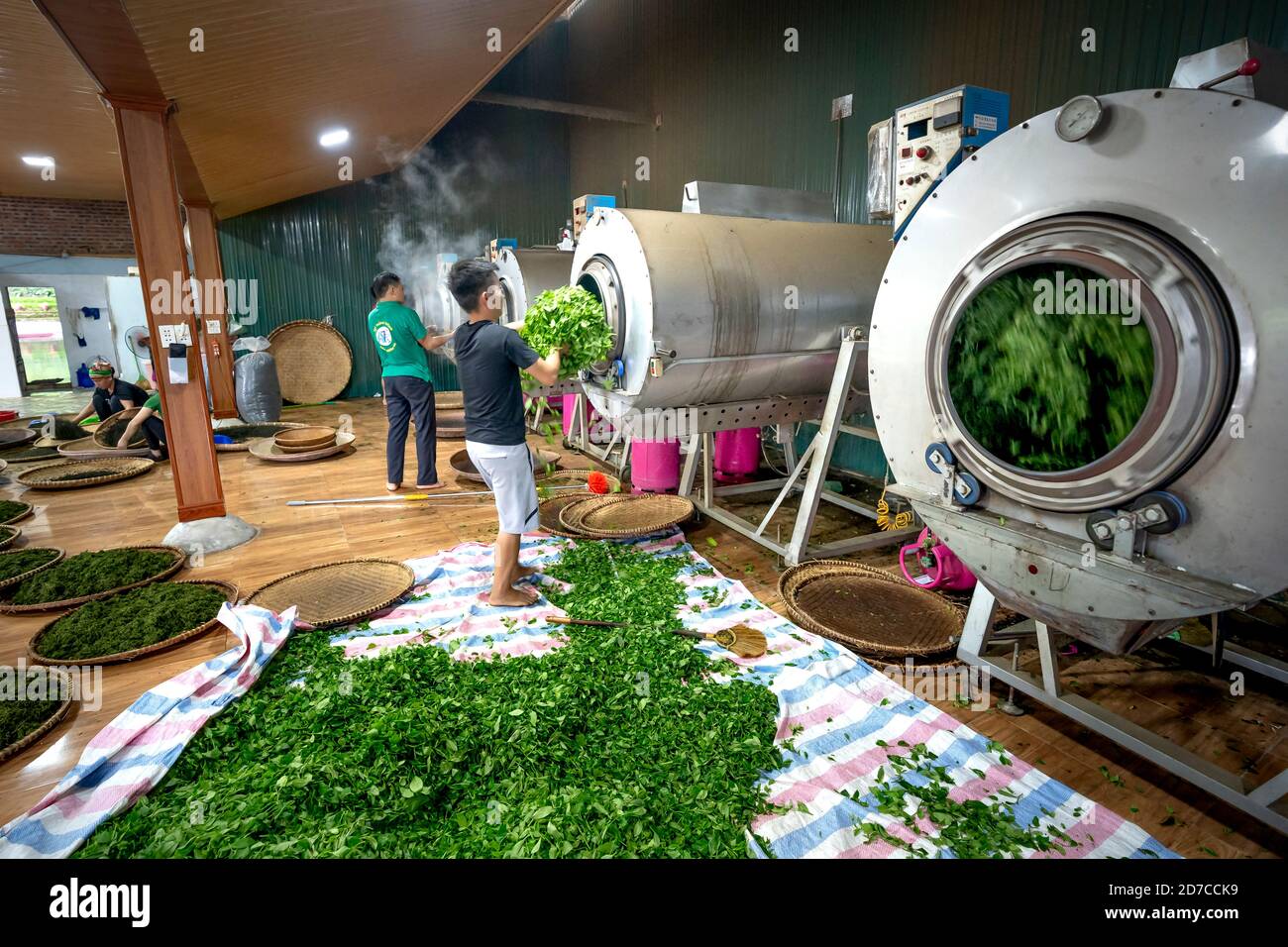 Tea Factory Tan Cuong, Thai Nguyen, Vietnam - September 23, 2020 ...