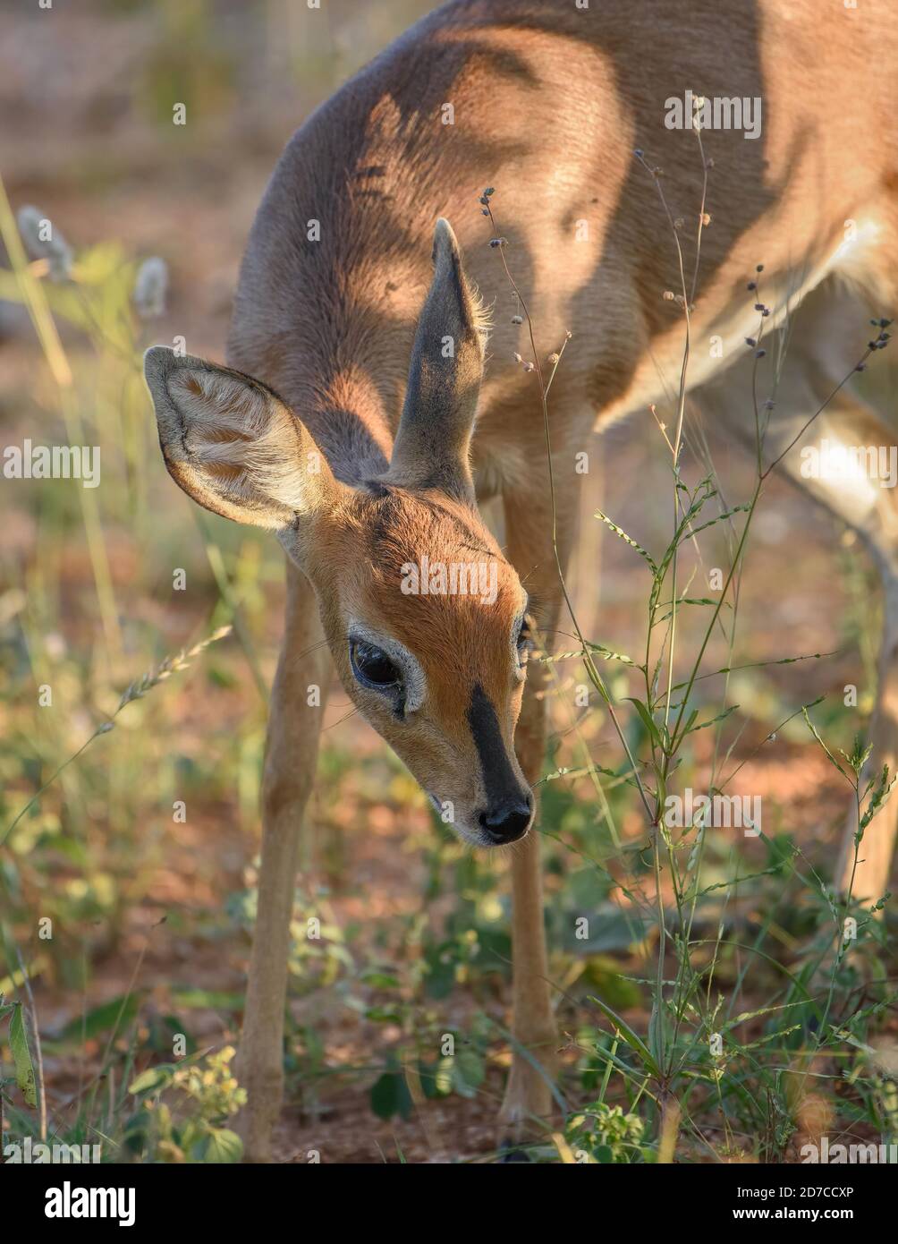 Small african antelope hi-res stock photography and images - Alamy