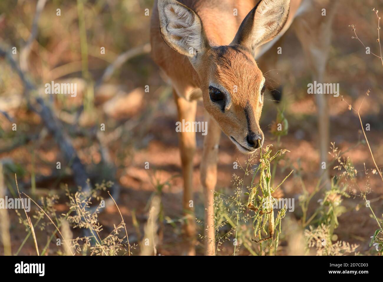 Antelope eyes hi-res stock photography and images - Alamy