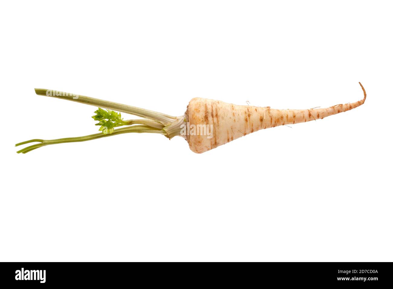 raw parsley root isolated on white background Stock Photo - Alamy