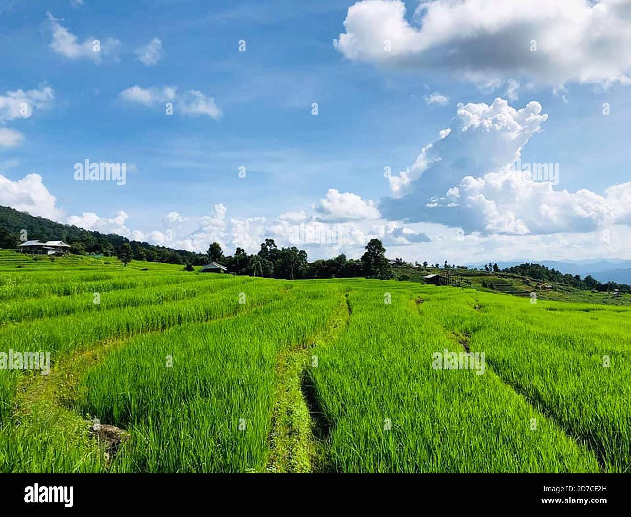 Little hut in the green rice fields. Beautiful view in the countryside ...