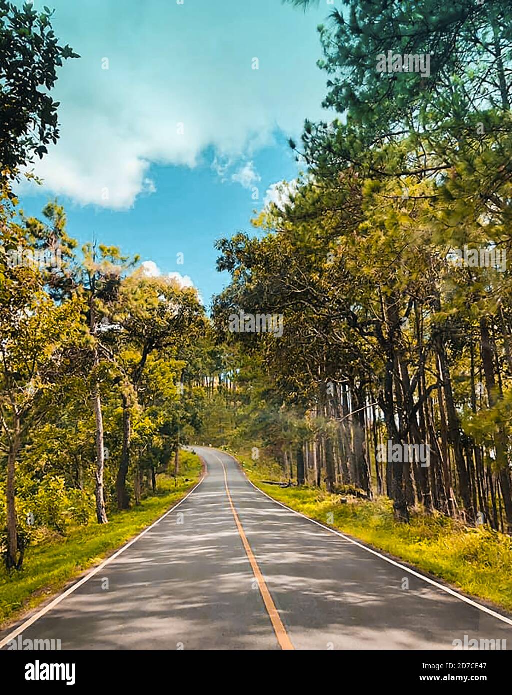 pine tree forest with tree trunks and gravel road Stock Photo - Alamy