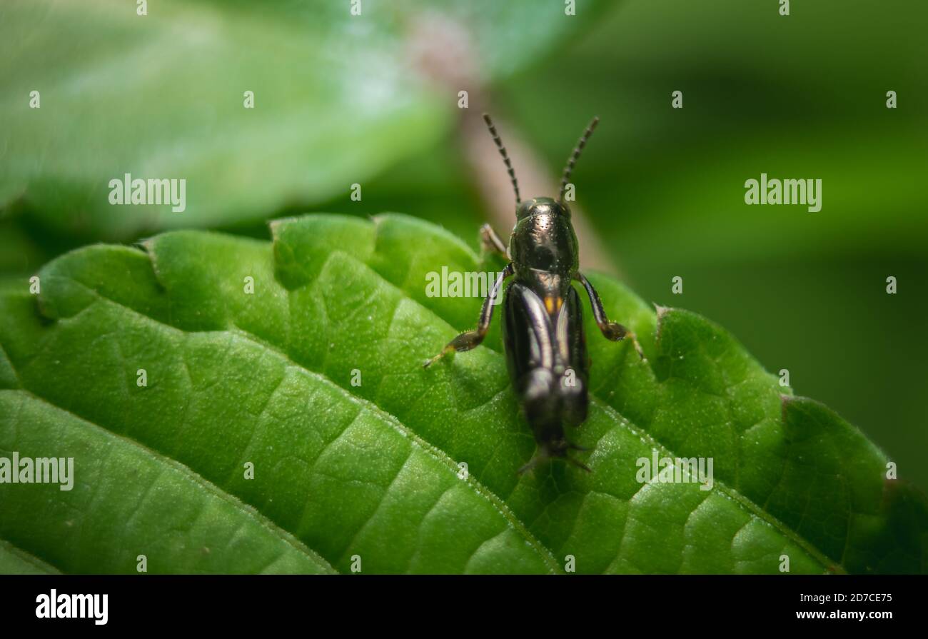 Small predacious ground beetle / strange horned beetle on isolated on ...
