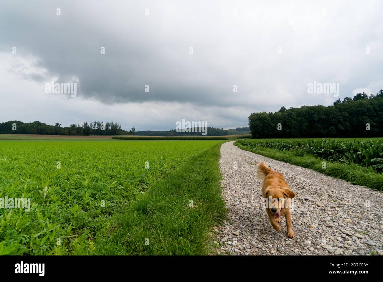 Dog in the german countryside Stock Photo - Alamy