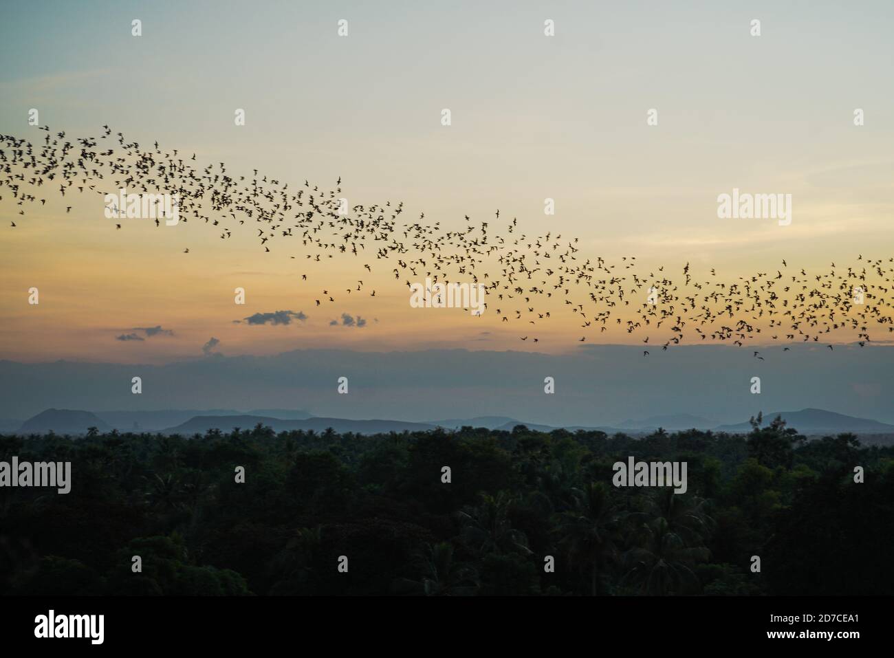 Thousand of bats flying in Cambodia Stock Photo - Alamy
