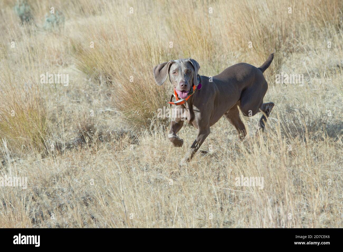 Weimaraner dog breed hi-res stock photography and images - Alamy