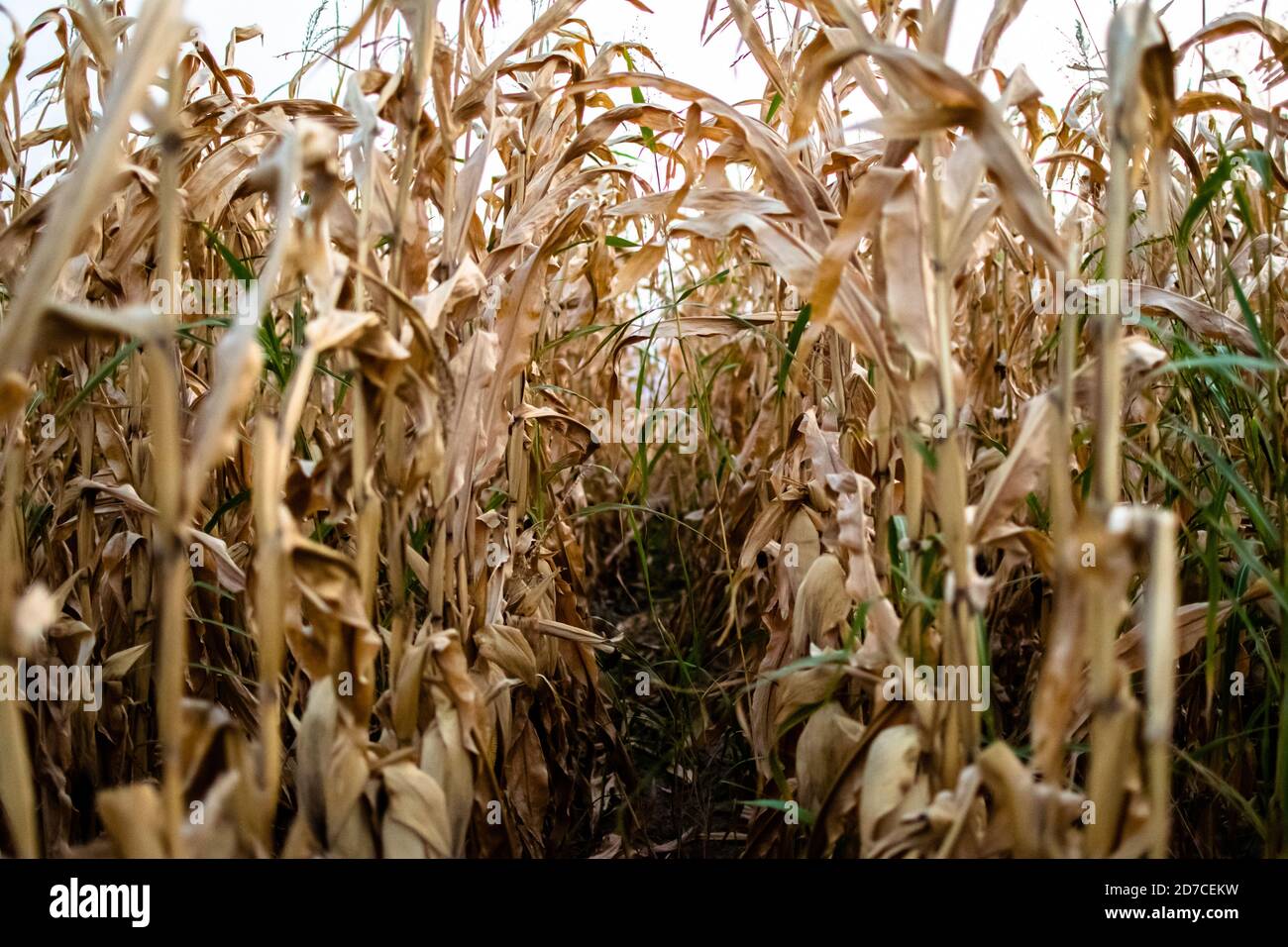 Drying cornfield in a farmland Stock Photo - Alamy