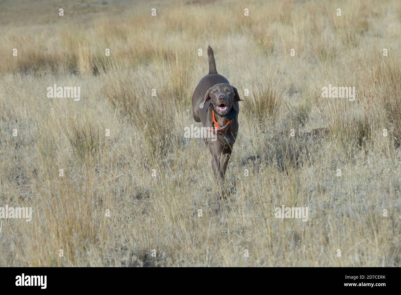 Weimaraner dog breed hi-res stock photography and images - Alamy