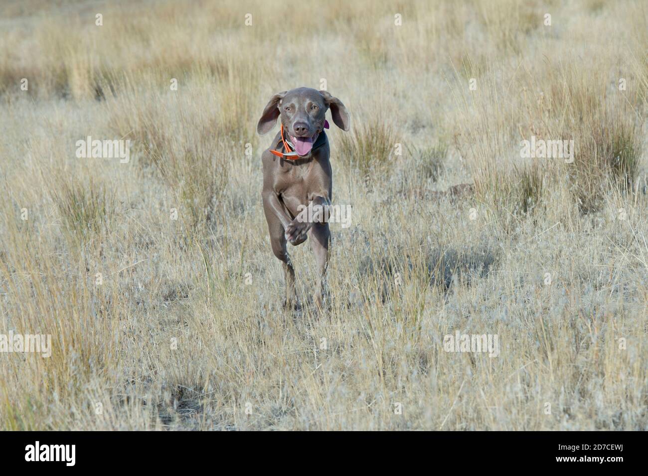 Weimaraner dog breed hi-res stock photography and images - Alamy