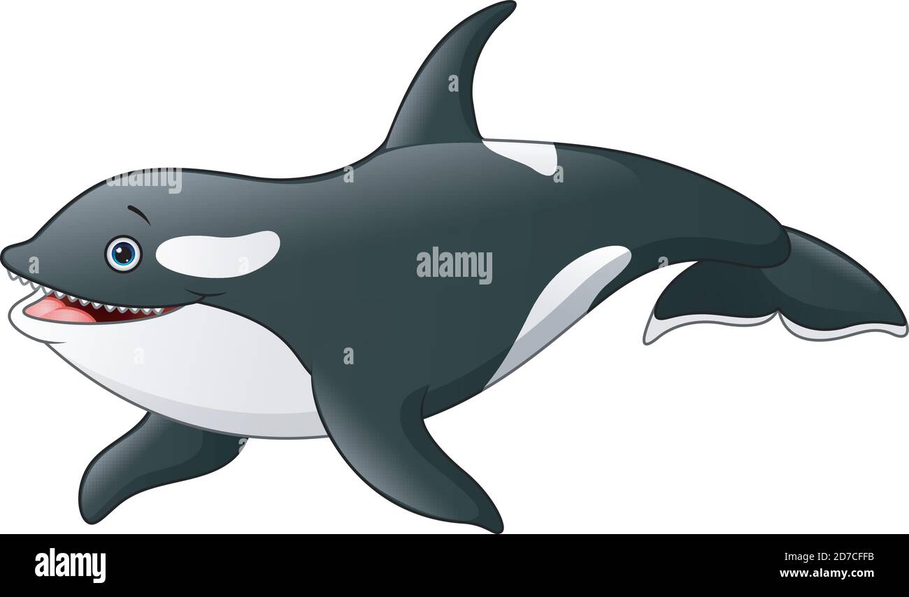 Vector illustration of Cartoon killer whale Stock Vector Image & Art ...