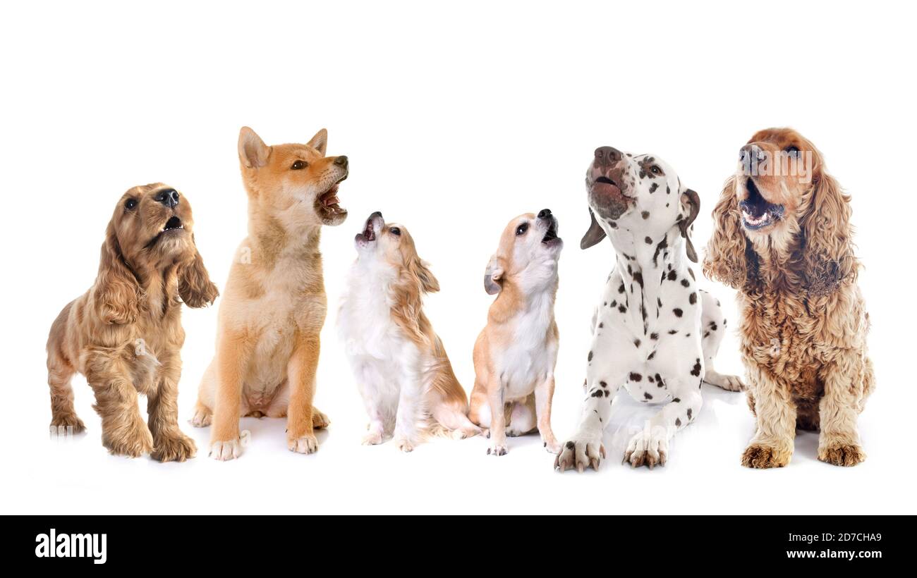 Dalmatian dog howling hi-res stock photography and images - Alamy