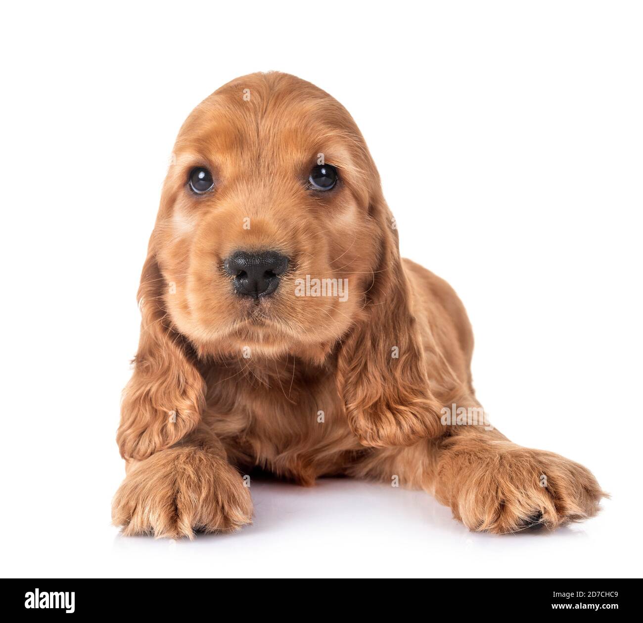 puppy cocker spaniel in front of white background Stock Photo - Alamy