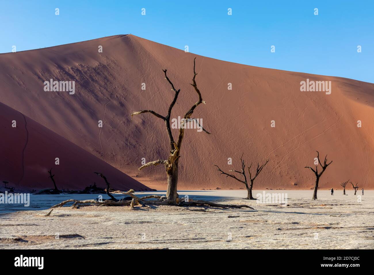 dead acacia trees in Dead Vlei in Namib desert, blue sky, Namibia ...