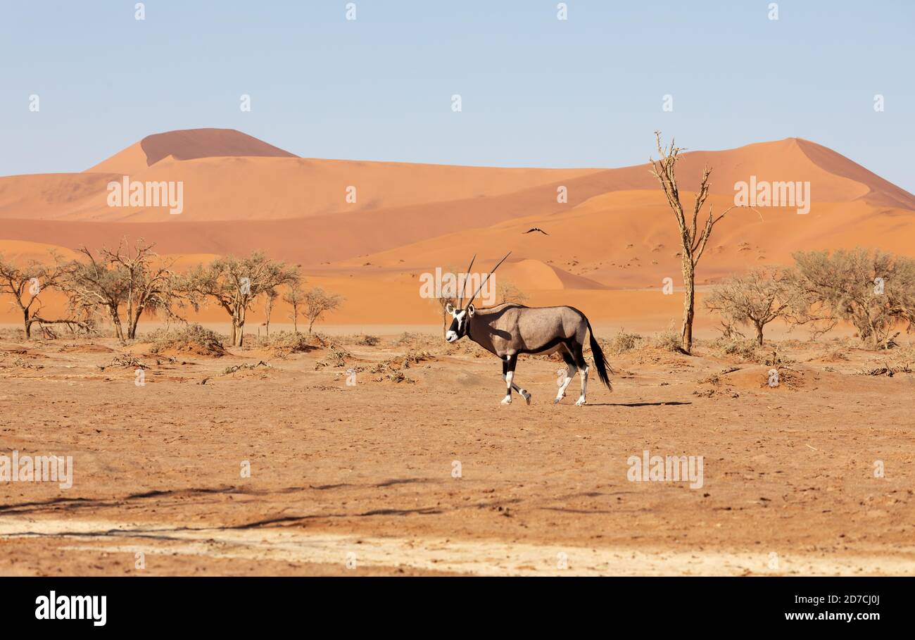 Gemsbok silhouette orange hi-res stock photography and images - Alamy