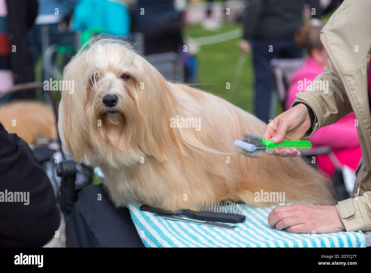 Lhasa Apso dog brushing at the conformation breed show Stock Photo - Alamy
