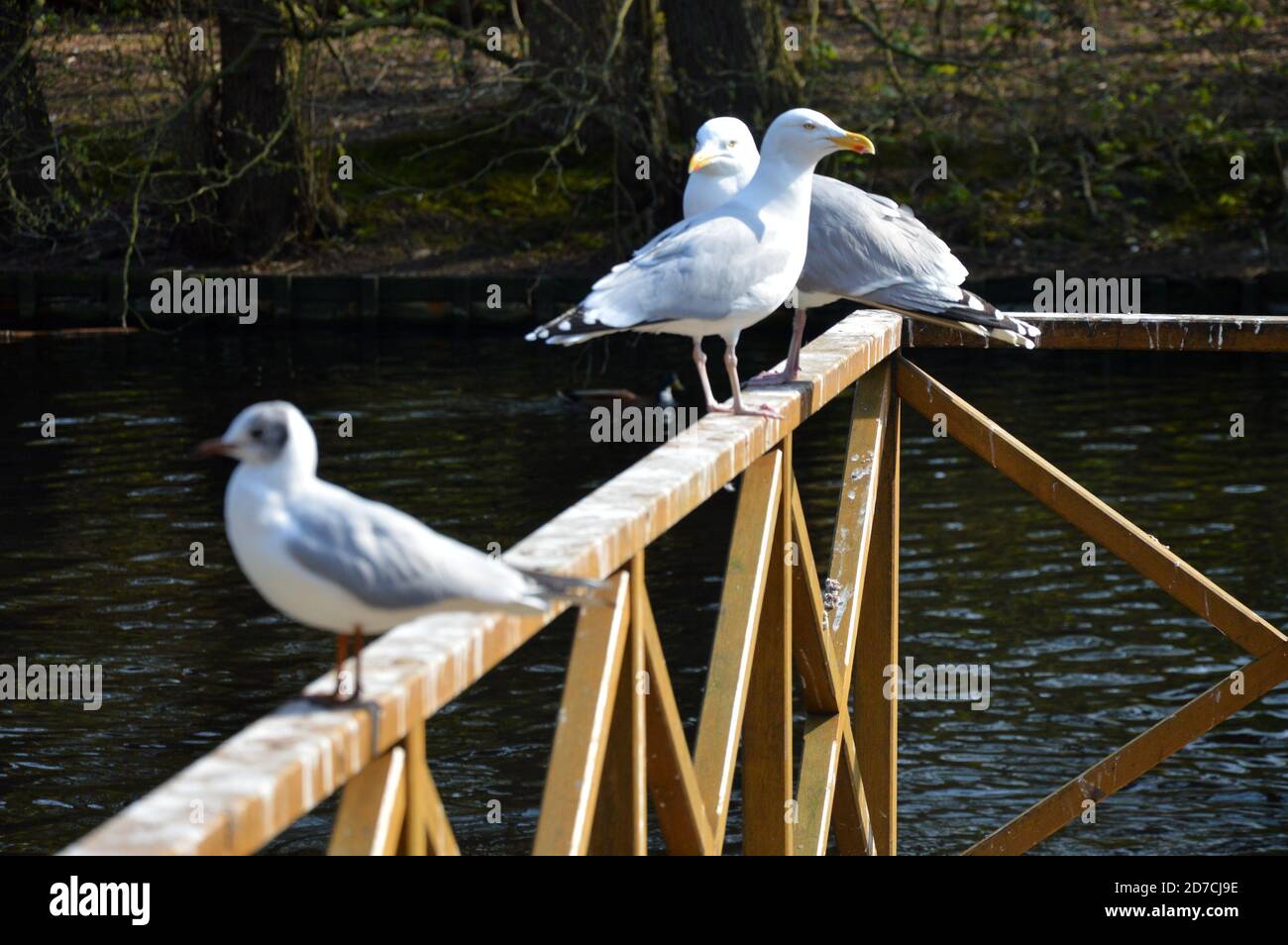 The life of a seagull Stock Photo - Alamy