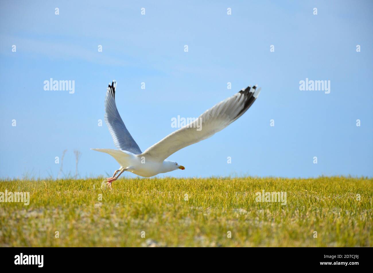 The life of a seagull Stock Photo - Alamy