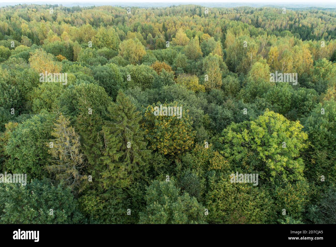 Landscape of a forest covered in trees at daytime - great for ...