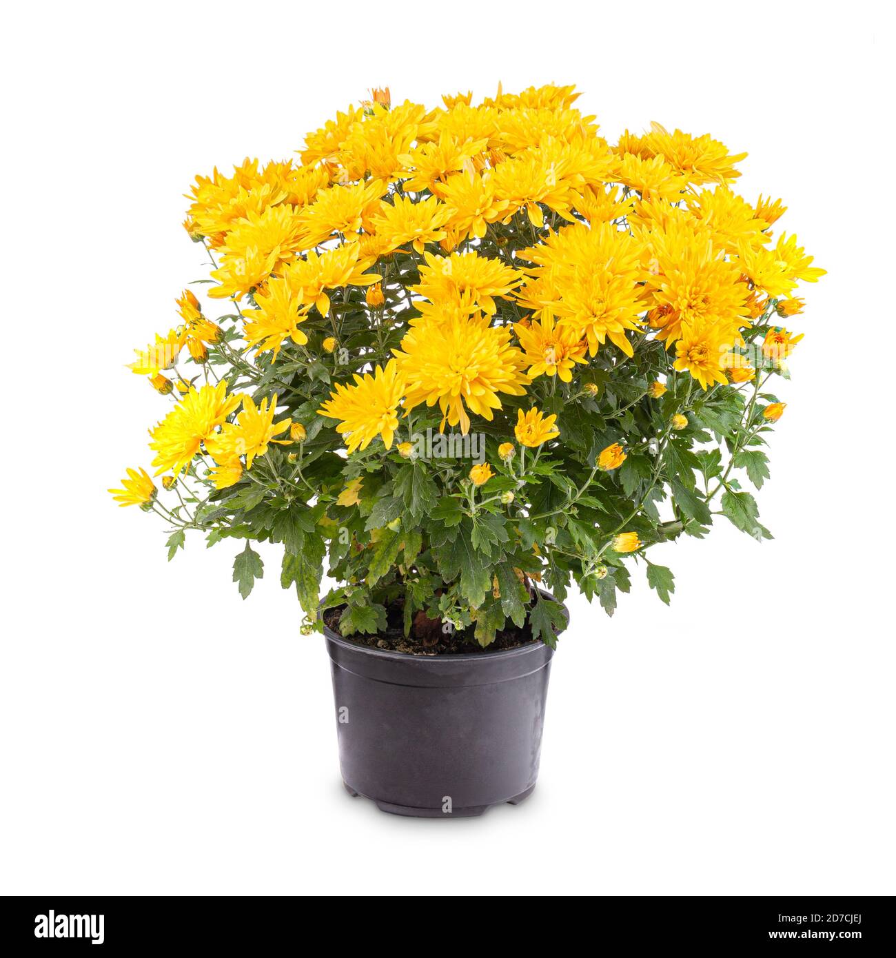 Flowering yellow chrysanthemum Stock Photo - Alamy