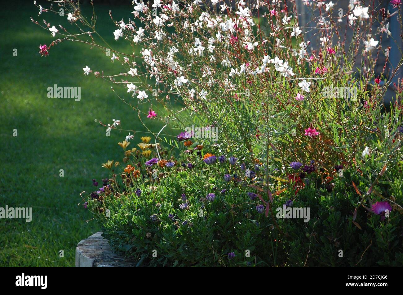 colorful small summer flowers in the garden in a natural light Stock ...