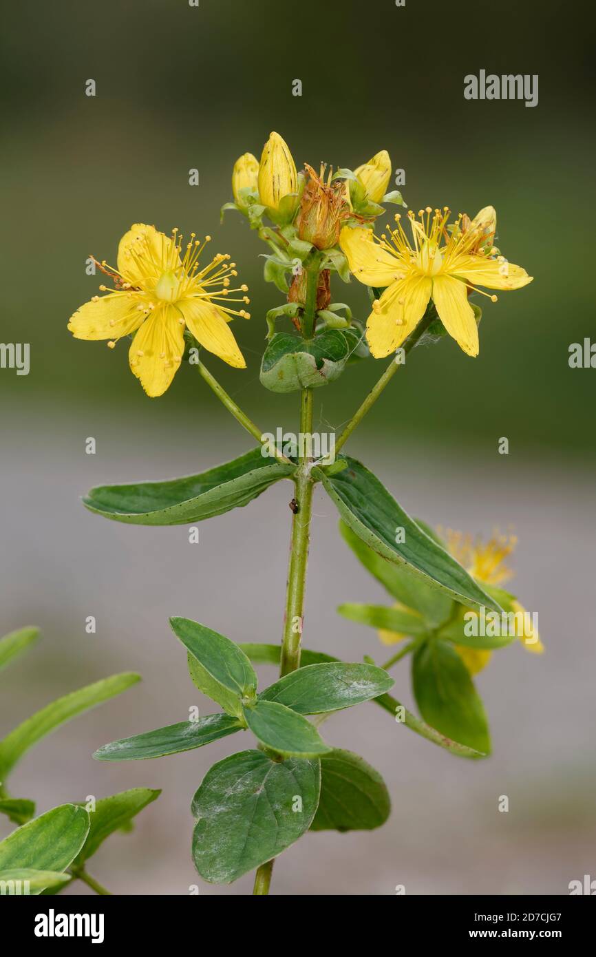 Perforate St John's-wort - Hypericum perforatum Stock Photo - Alamy