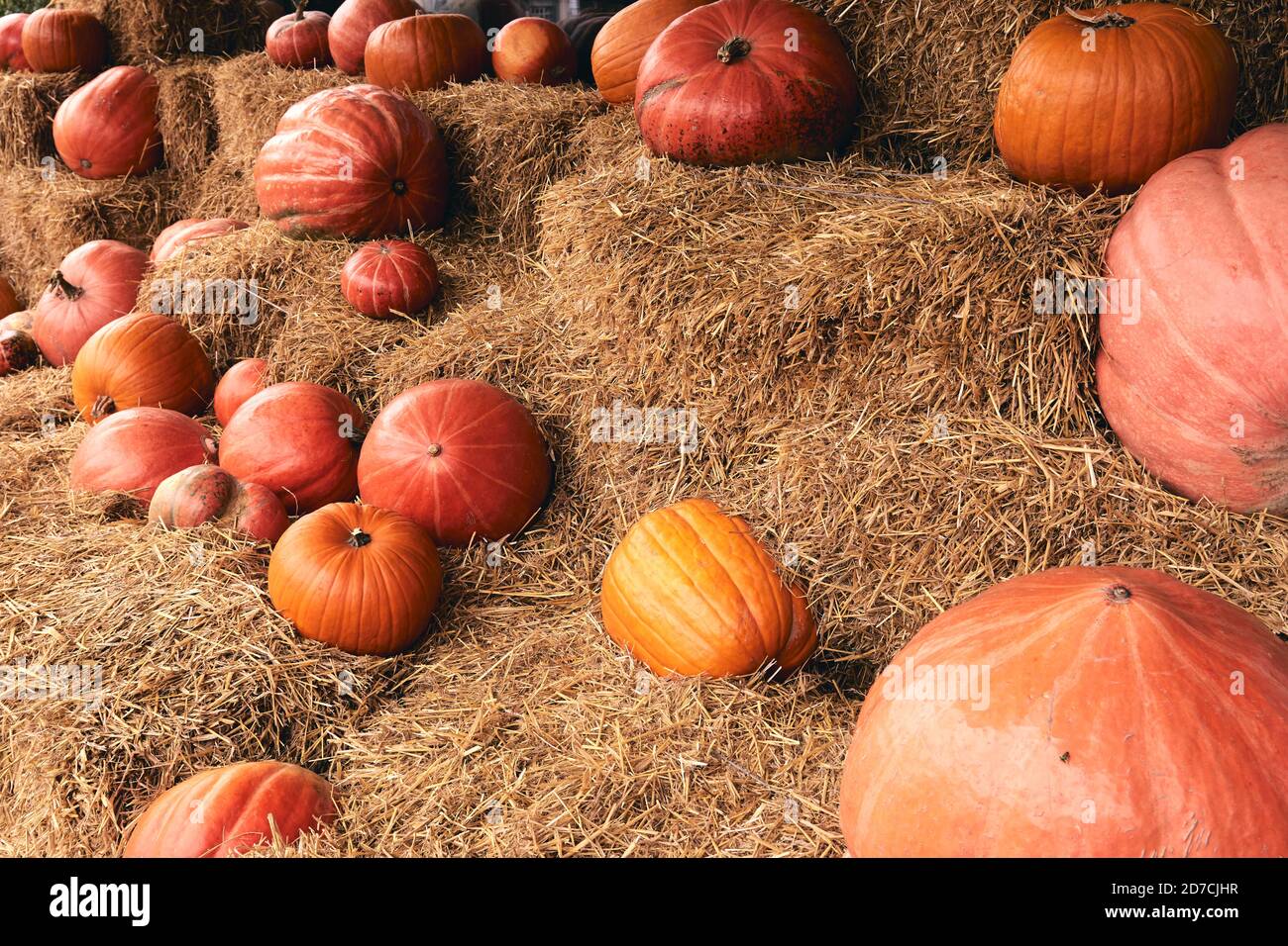 Decorative pumpkins at farm market stands on sheaves of hay ...