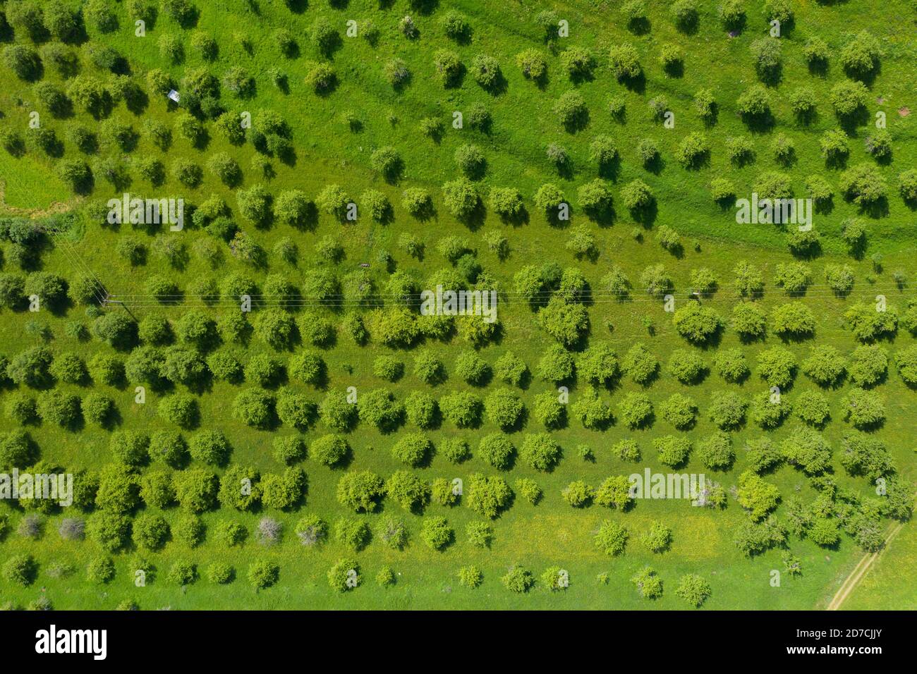 Aerial view of apple orchard. Vibrant green meadow and trees in rows by ...