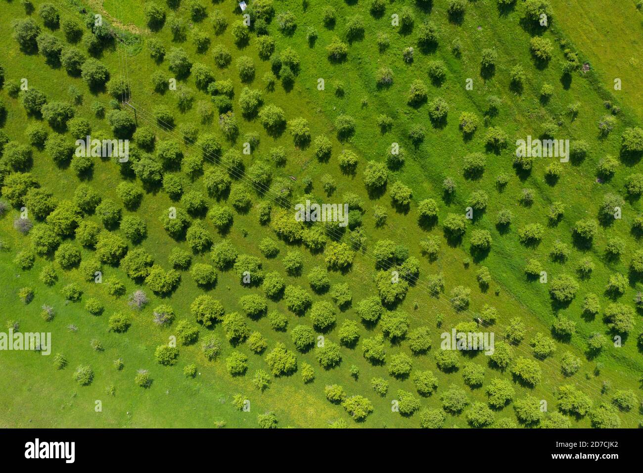 Aerial view of apple orchard. Vibrant green meadow and trees in rows by ...