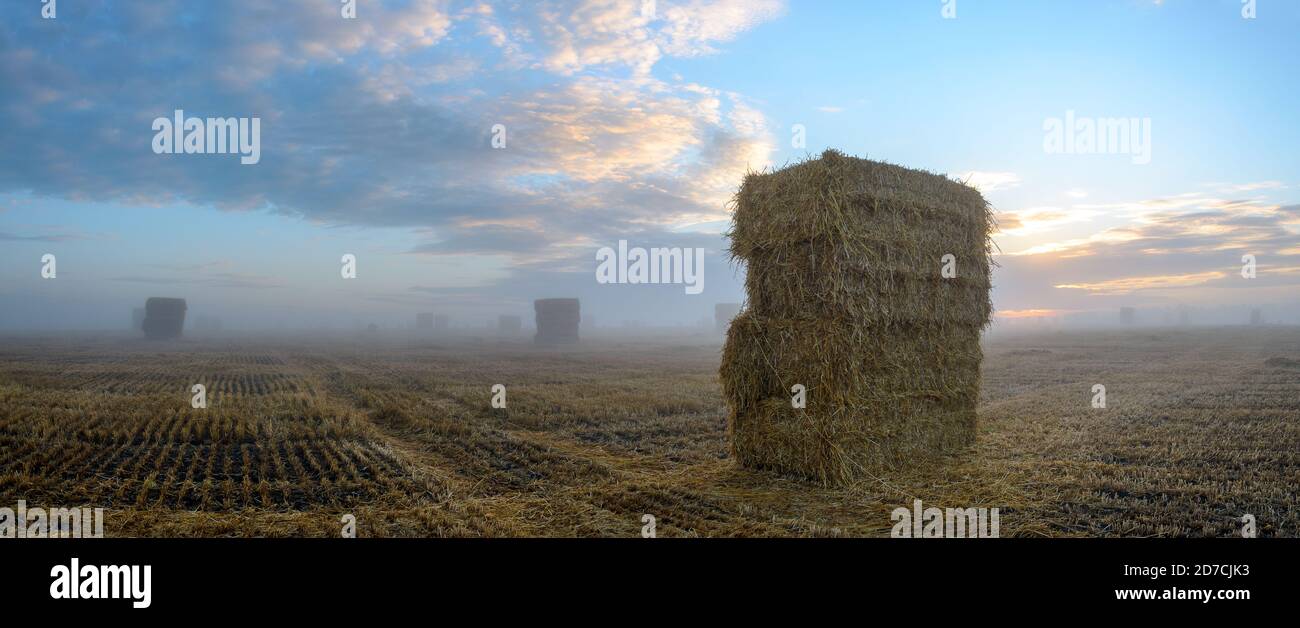 Beautiful view of haystacks in farm field during foggy sunrise Stock ...