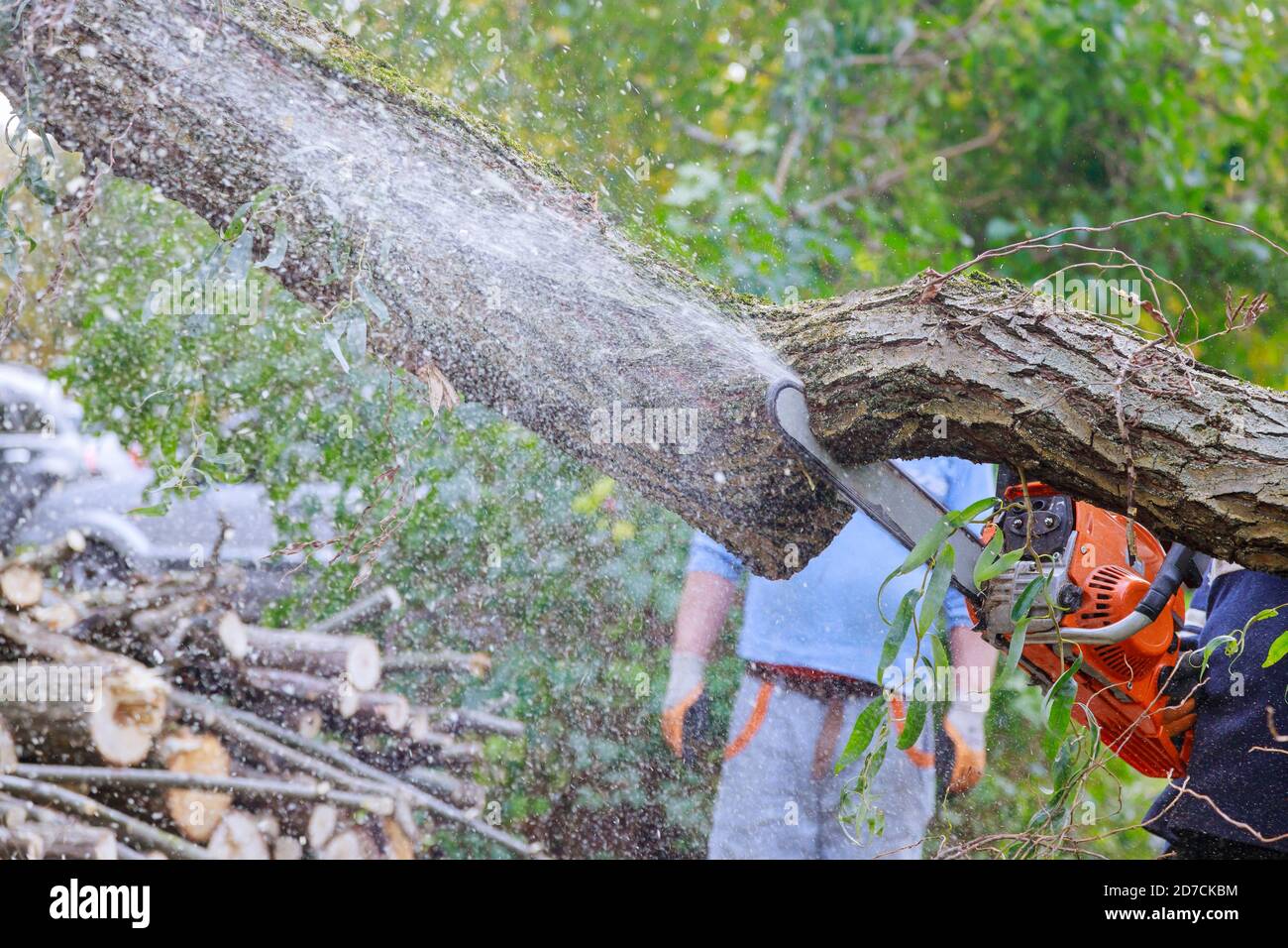 Man is cutting on tree with a chainsaw, broken the trunk tree after a ...