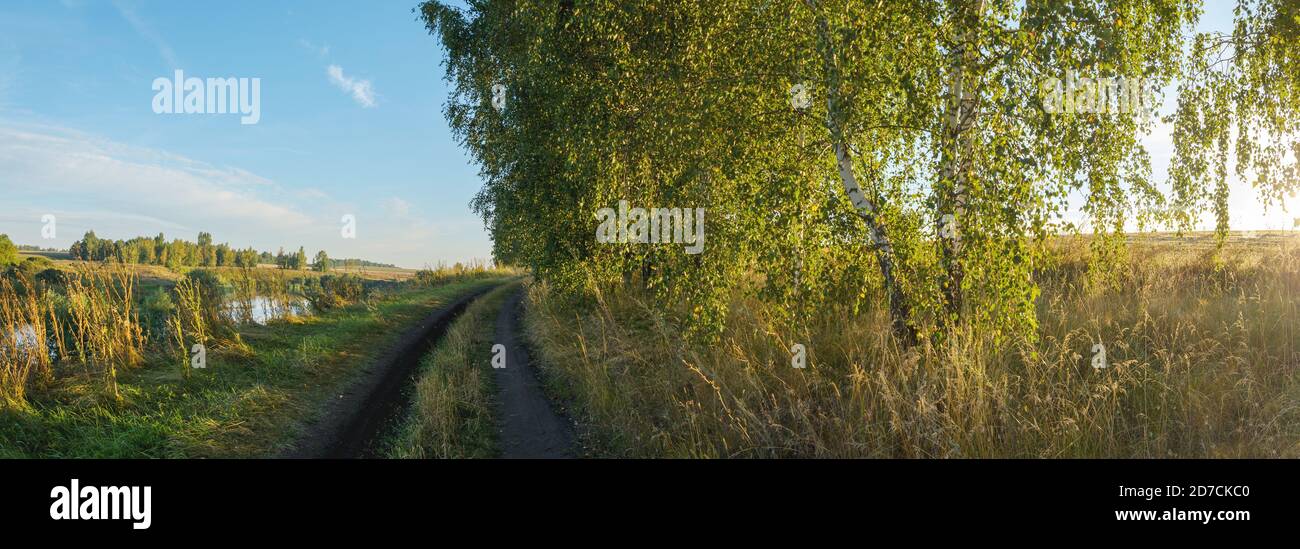 Beautiful birch trees in summer hi-res stock photography and images - Alamy