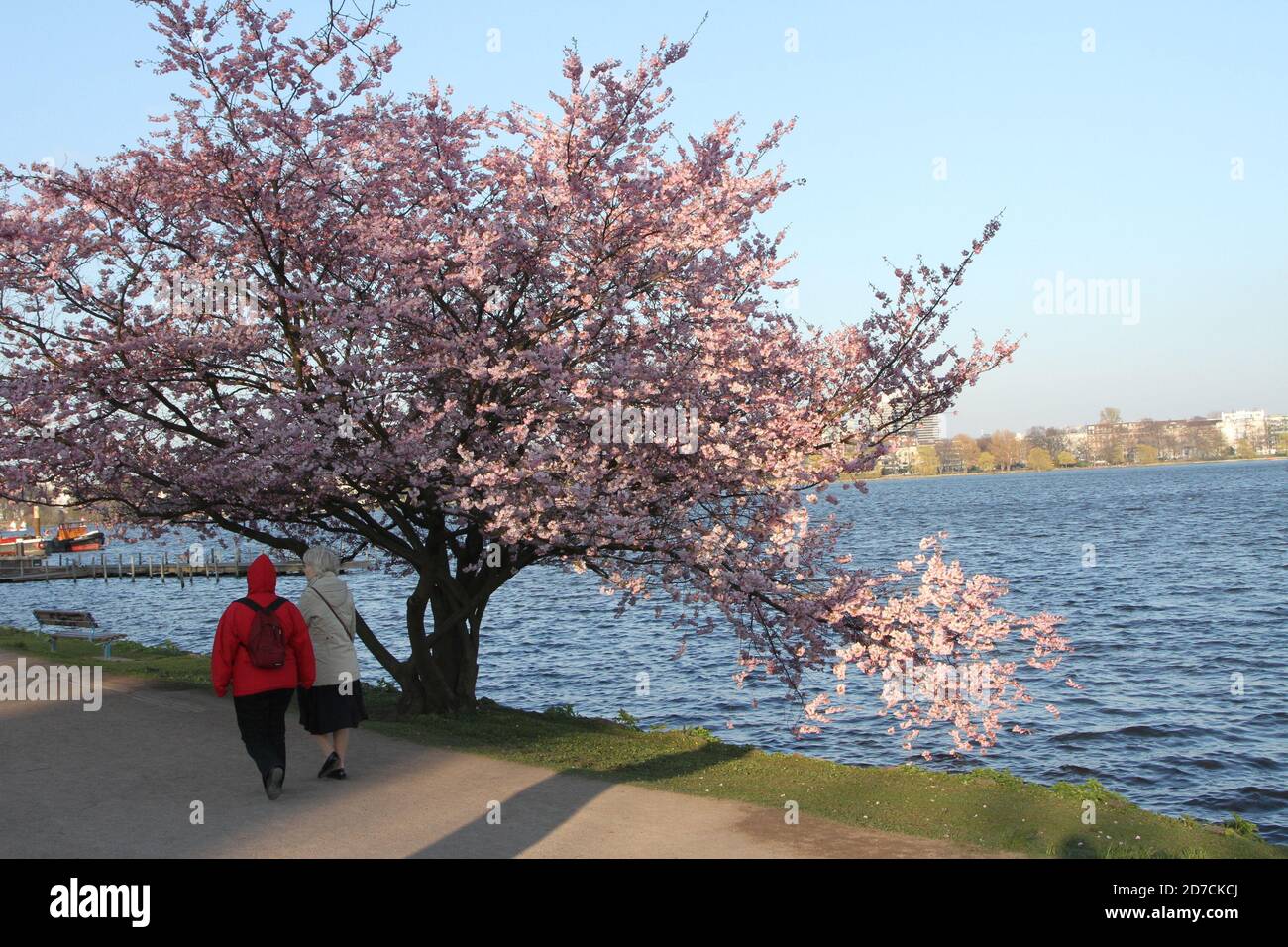 Cherry blossom tree at a park near the shore hi-res stock photography ...