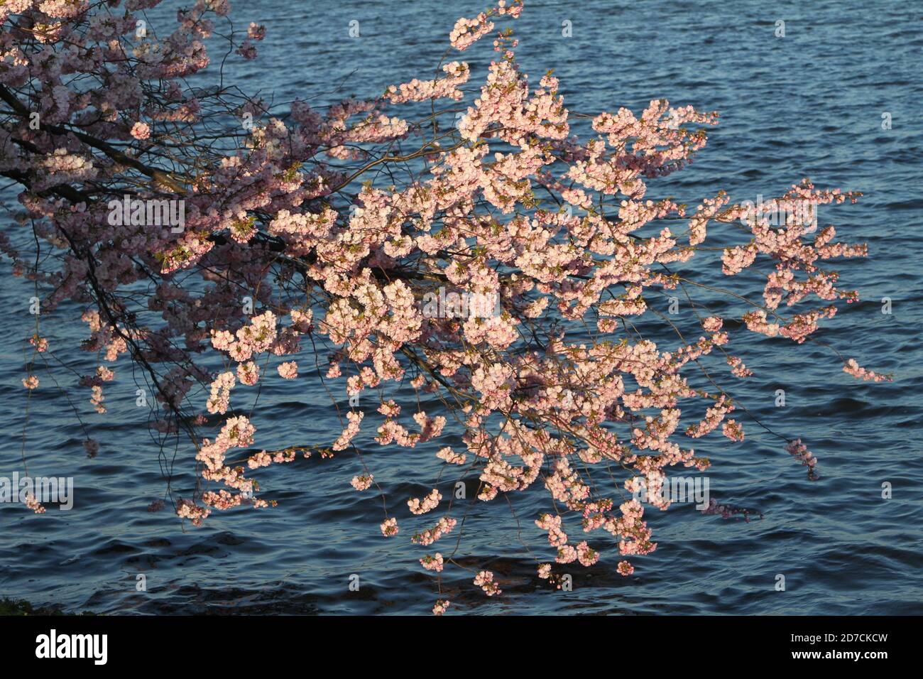 Cherry blossom tree at a park near the shore hi-res stock photography ...
