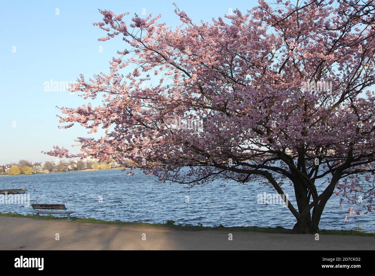 View of blooming cherry blossoms on the tree branches near a shore ...
