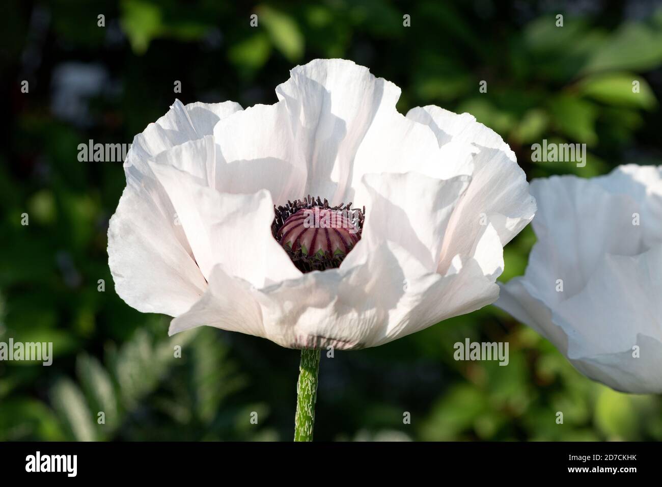 White poppy hi-res stock photography and images - Alamy
