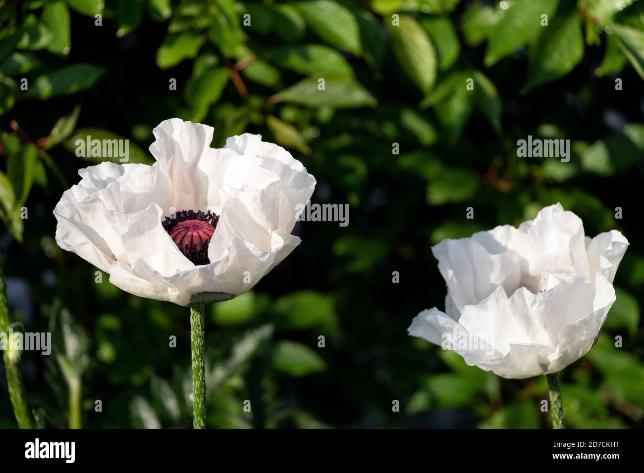 White poppy flower hi-res stock photography and images - Alamy