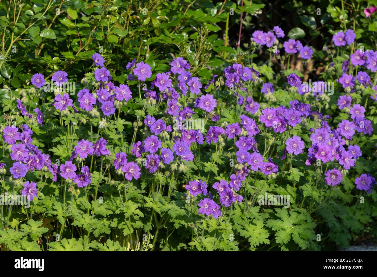 Purple geranium hi-res stock photography and images - Alamy